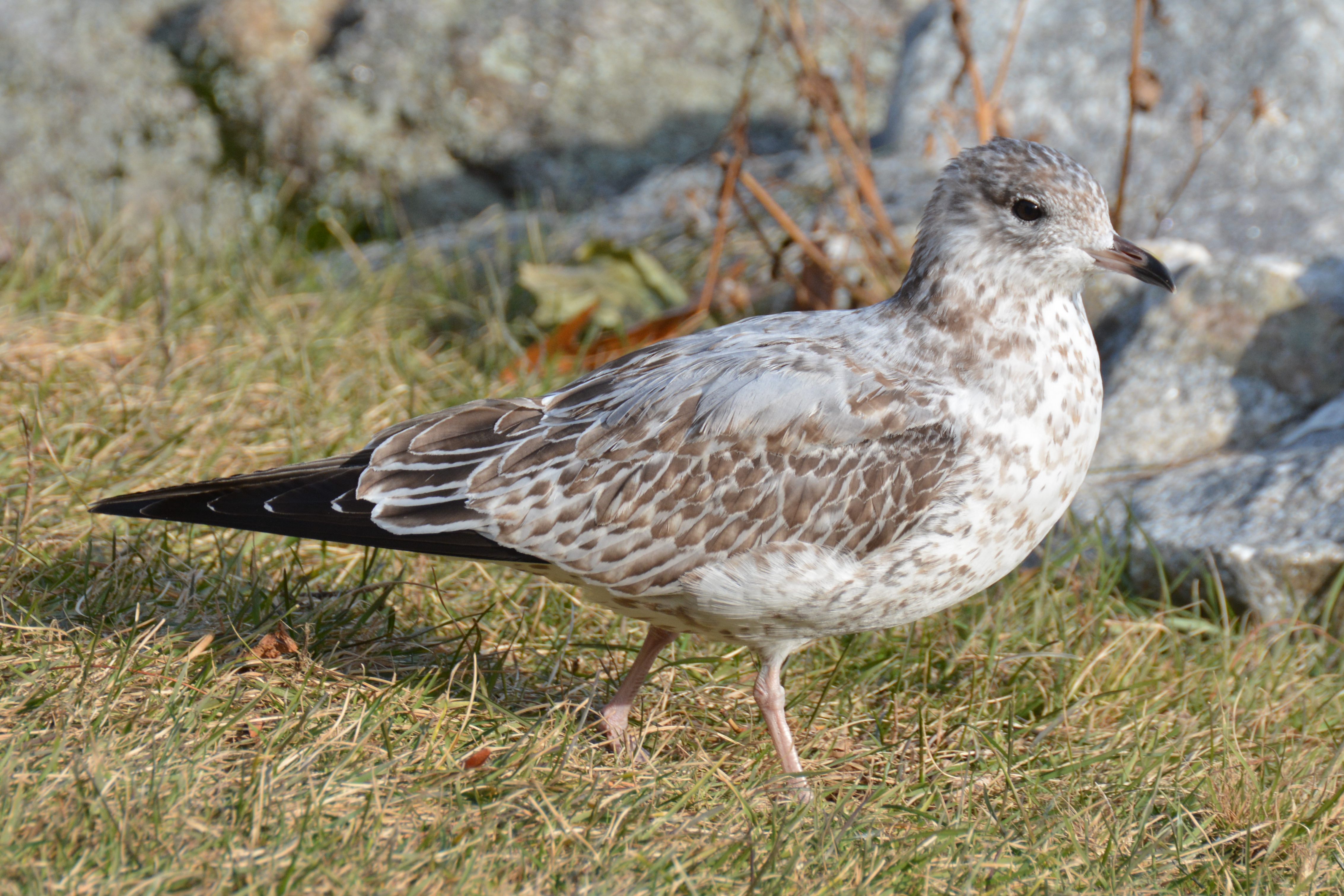 Possible Mew Gull at Front Park (Manchester)