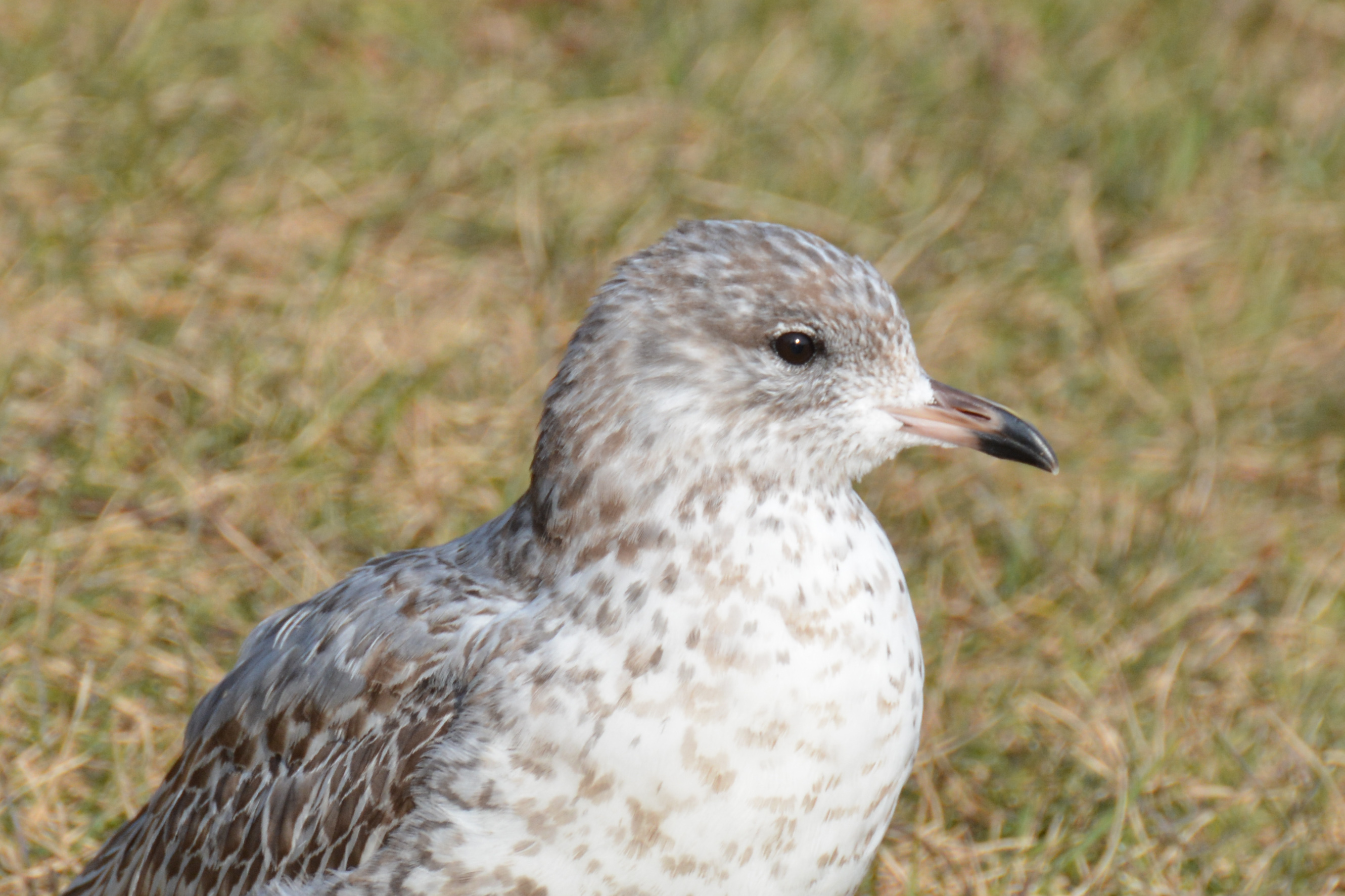 Possible Mew Gull at Front Park (Manchester)