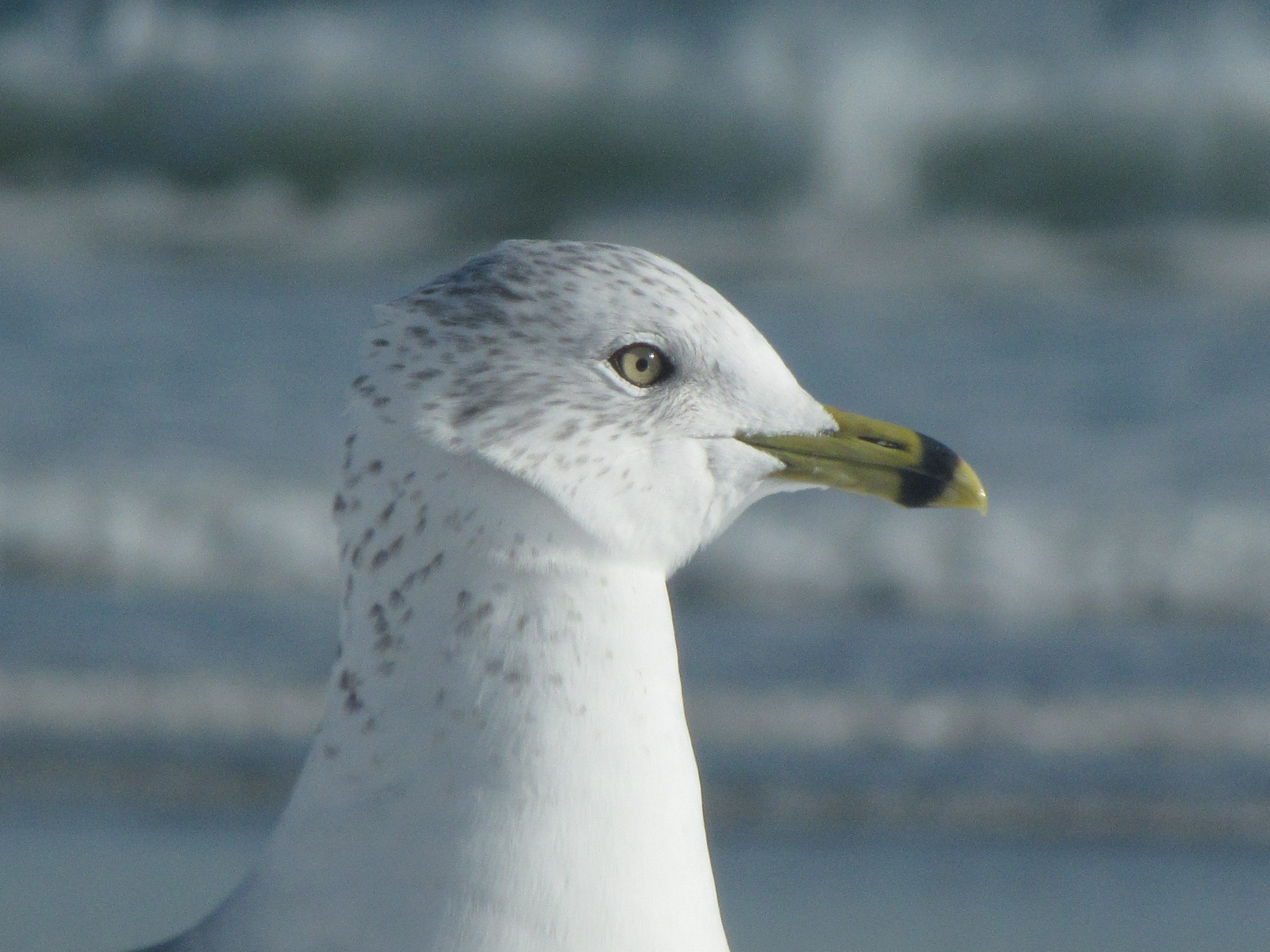 Possible Mew Gull at Front Park (Manchester)